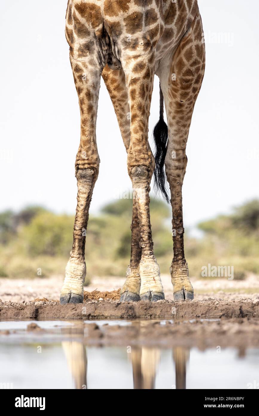 Giraffe legs at waterhole - Onkolo Hide, Onguma Game Reserve, Namibia ...