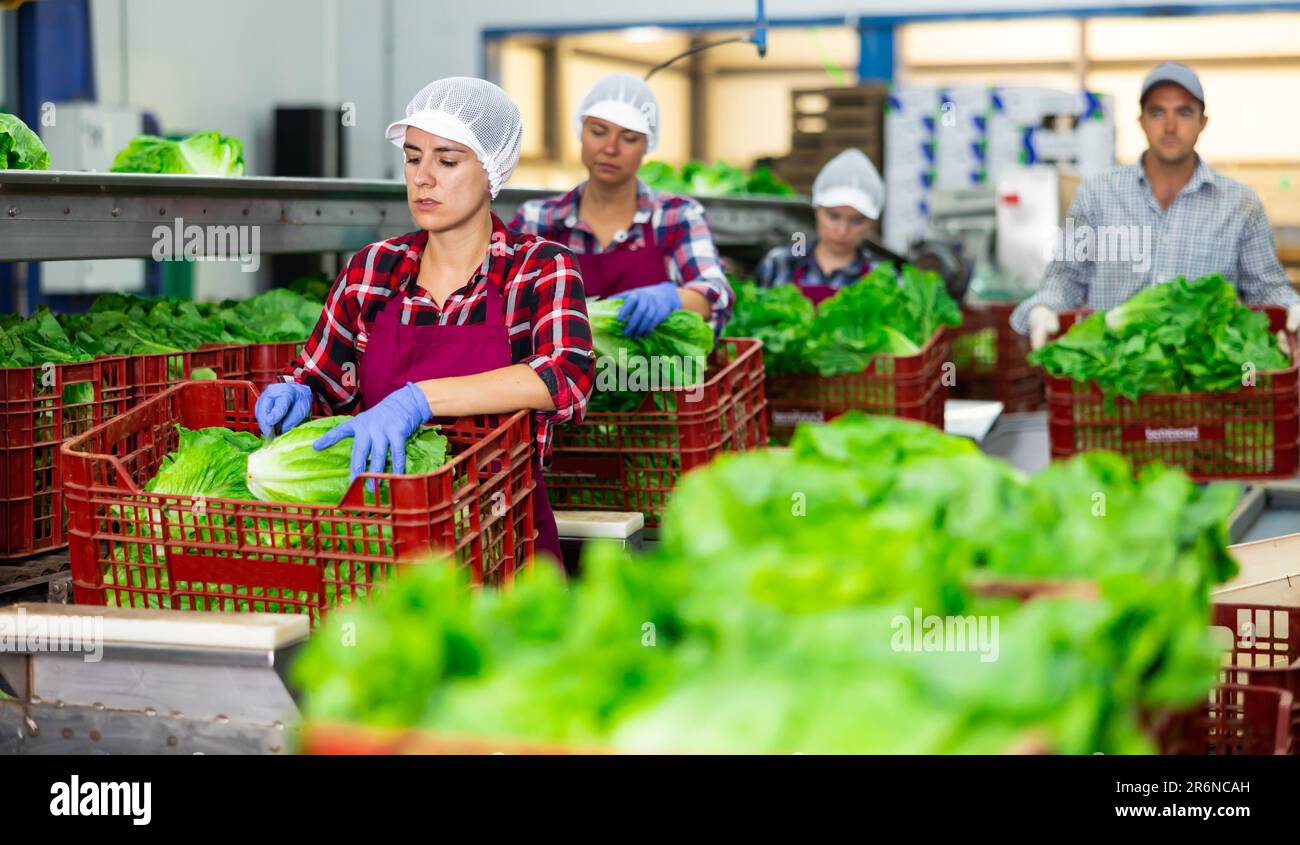 Hispanic woman arranging lettuce in boxes on sorting line in vegetable ...