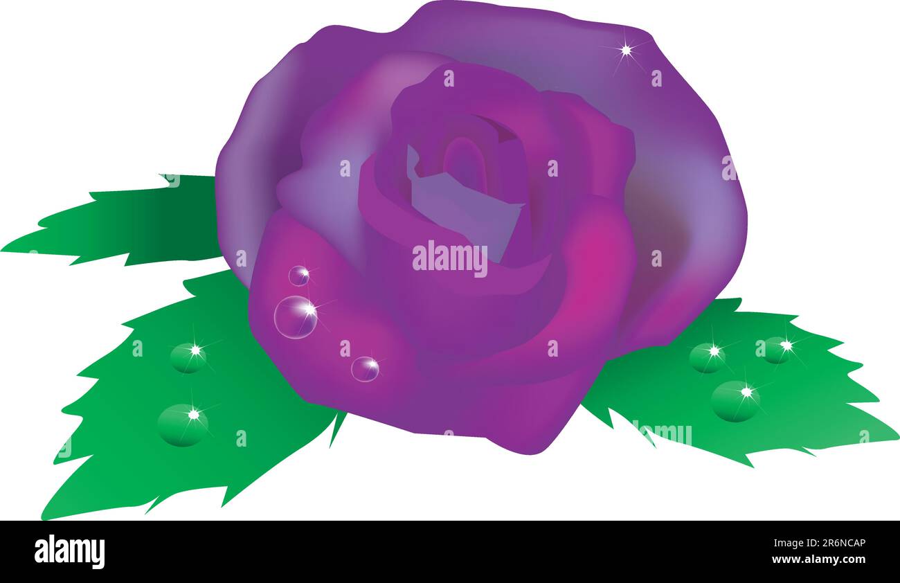 Clipart De Rose Violette Violet Rose Watercolor, Purple Rose 3478459