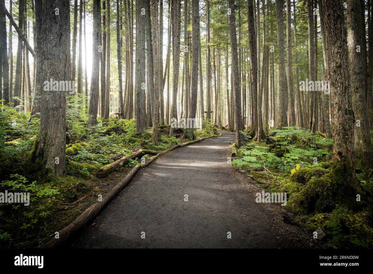 A trail leading through the Tongass National Rainforest at Icy Strait ...