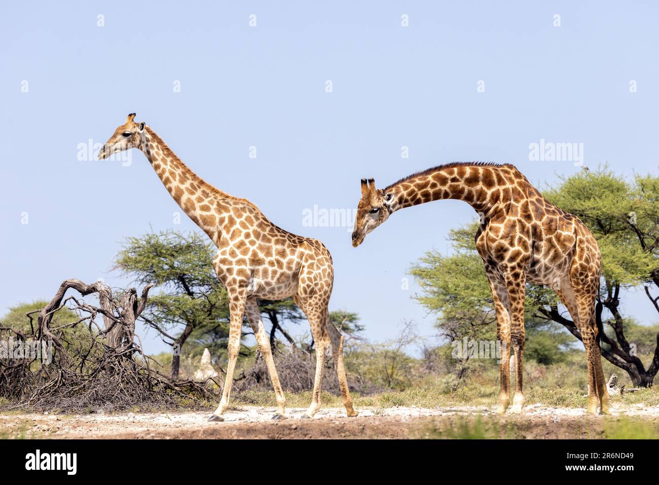Male giraffe sniffing female in prelude to courtship - Onkolo Hide ...