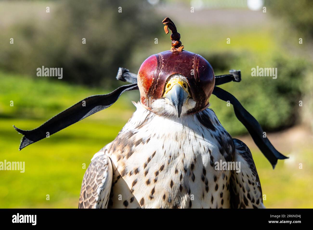 A trained falcon wearing a hood for calming purposes Stock Photo - Alamy