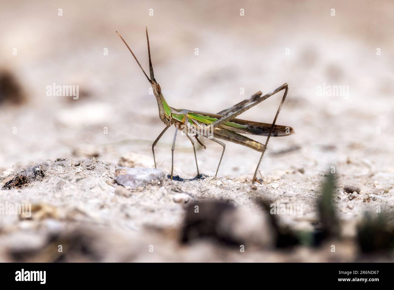 Close up of long-headed grasshopper (Acrida species) - Onguma Game ...