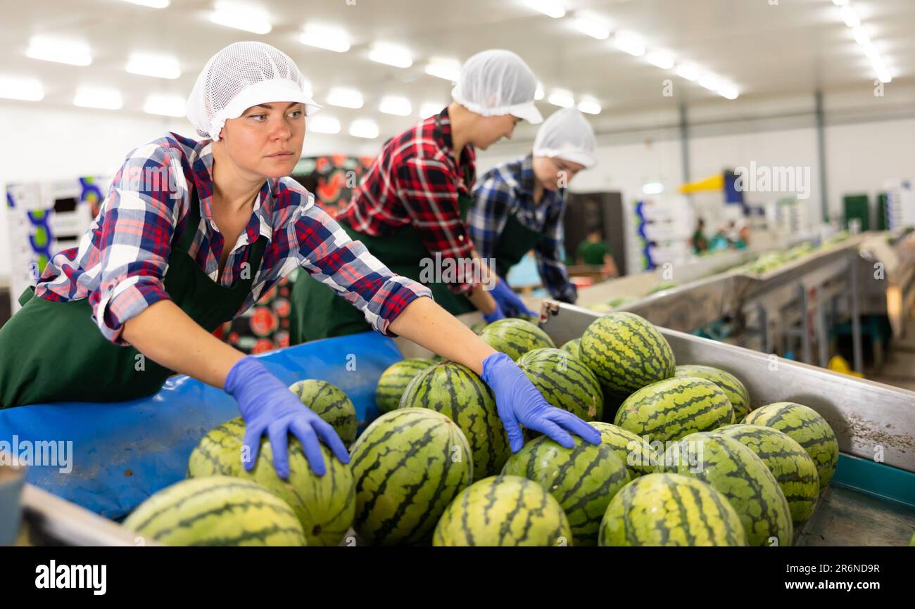 Vegetable factory workers sorting watermelons on conveyor line Stock ...