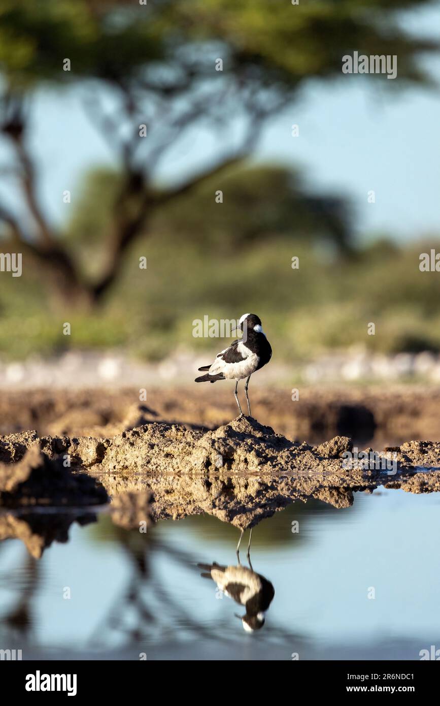 Blacksmith lapwing or blacksmith plover (Vanellus armatus) reflections ...