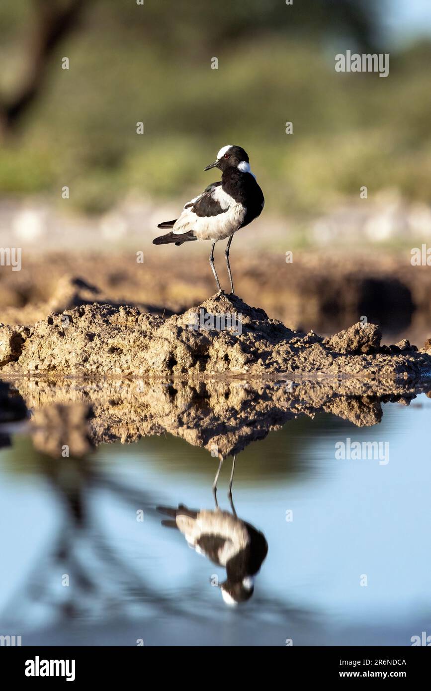 Blacksmith lapwing or blacksmith plover (Vanellus armatus) reflections ...