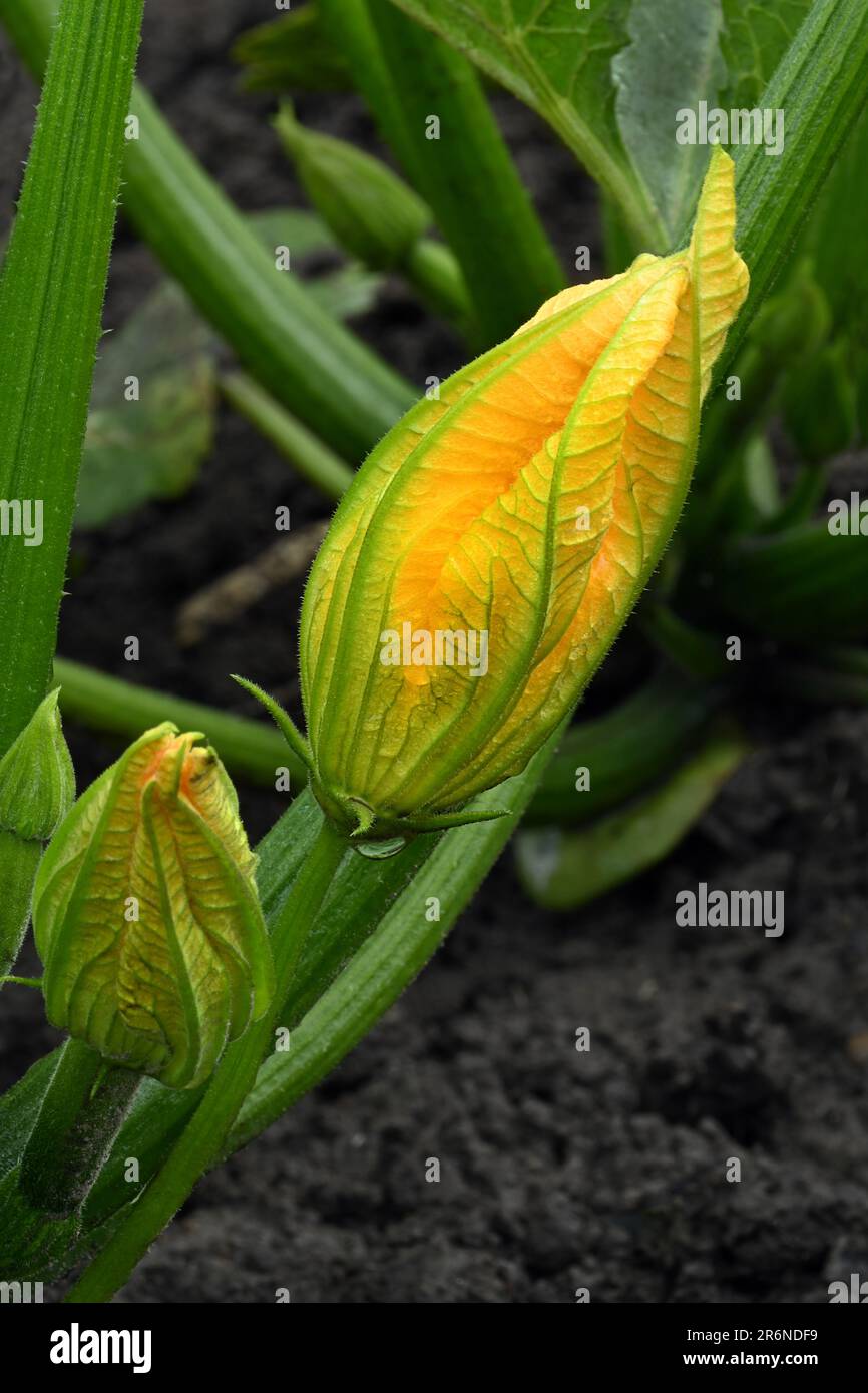 Close-up of an yellow courgette squash blossom grown in organic garden ...