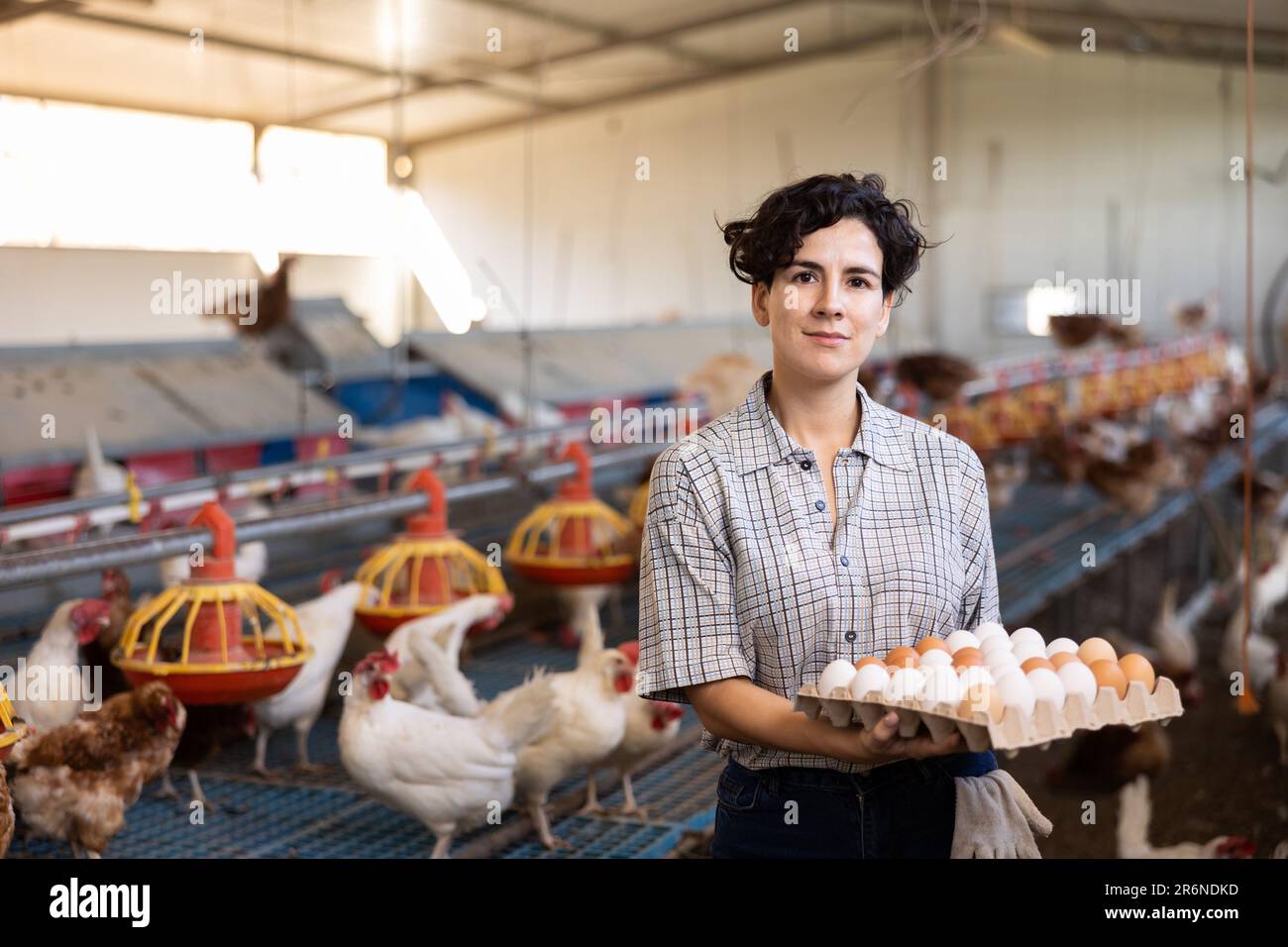 Successful hispanic female owner of poultry farm holding tray of eggs ...