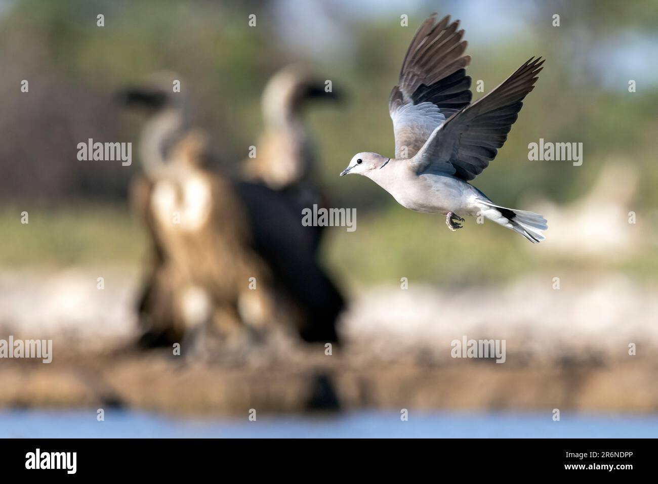 Ring-necked dove (Streptopelia capicola) or Cape Turtle Dove in flight ...