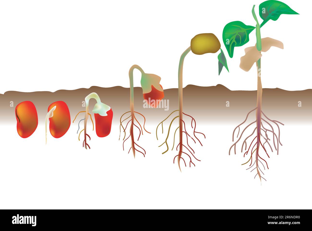vector illustration for a growing process from a red seed becomes a ...