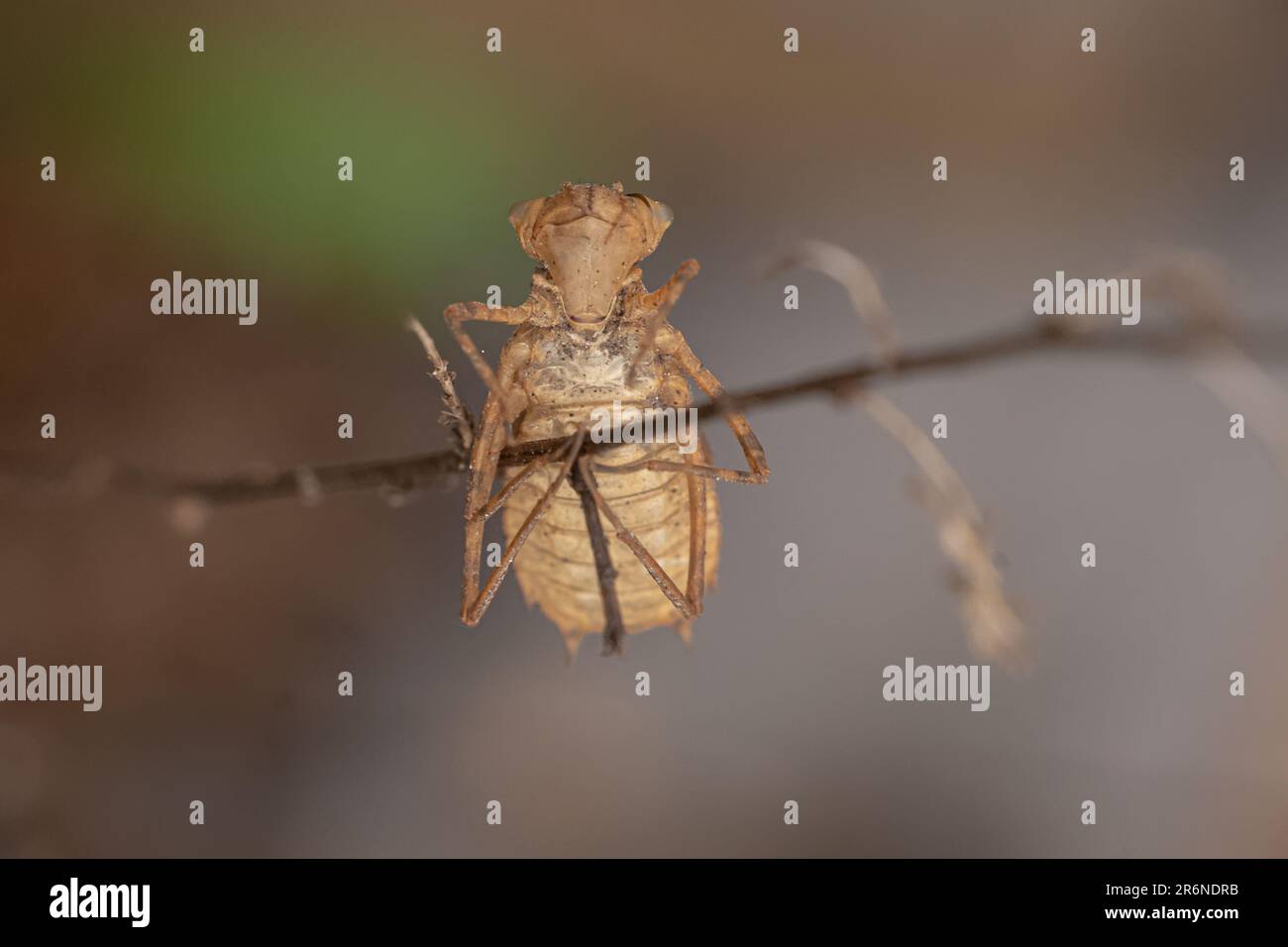 Dragonfly molt hi-res stock photography and images - Alamy