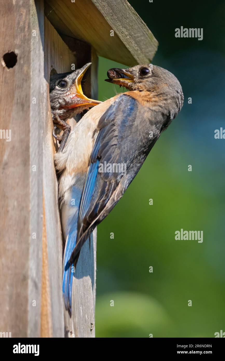 A female bluebird feeding a chick Stock Photo - Alamy