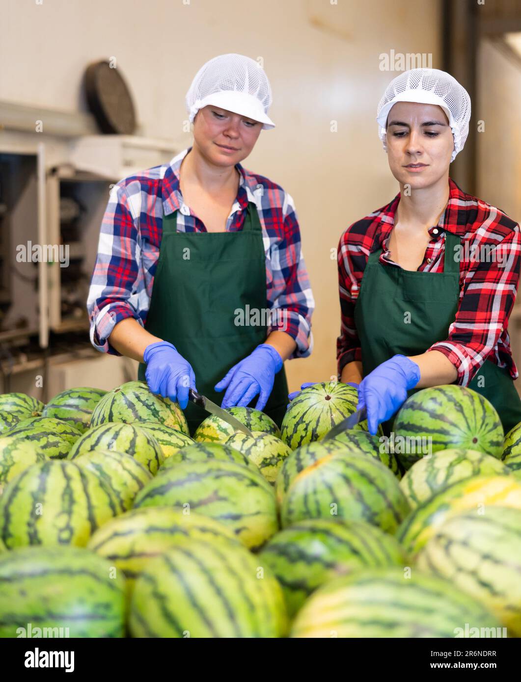 Female workers sorting watermelons in fruit factory workshop Stock ...