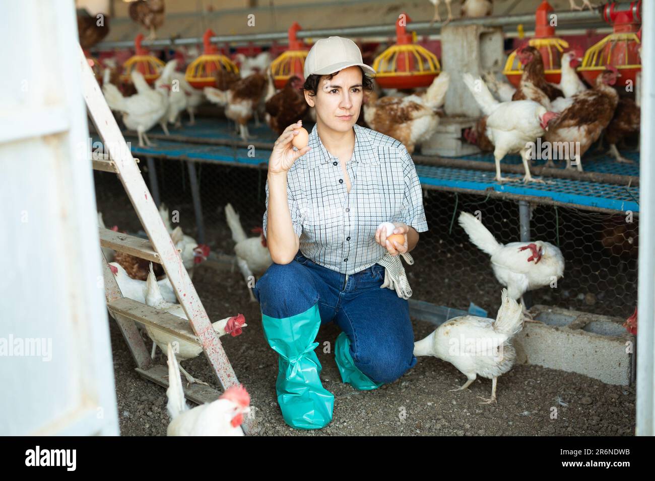 Positive female farmer working in henhouse, collecting eggs Stock Photo ...