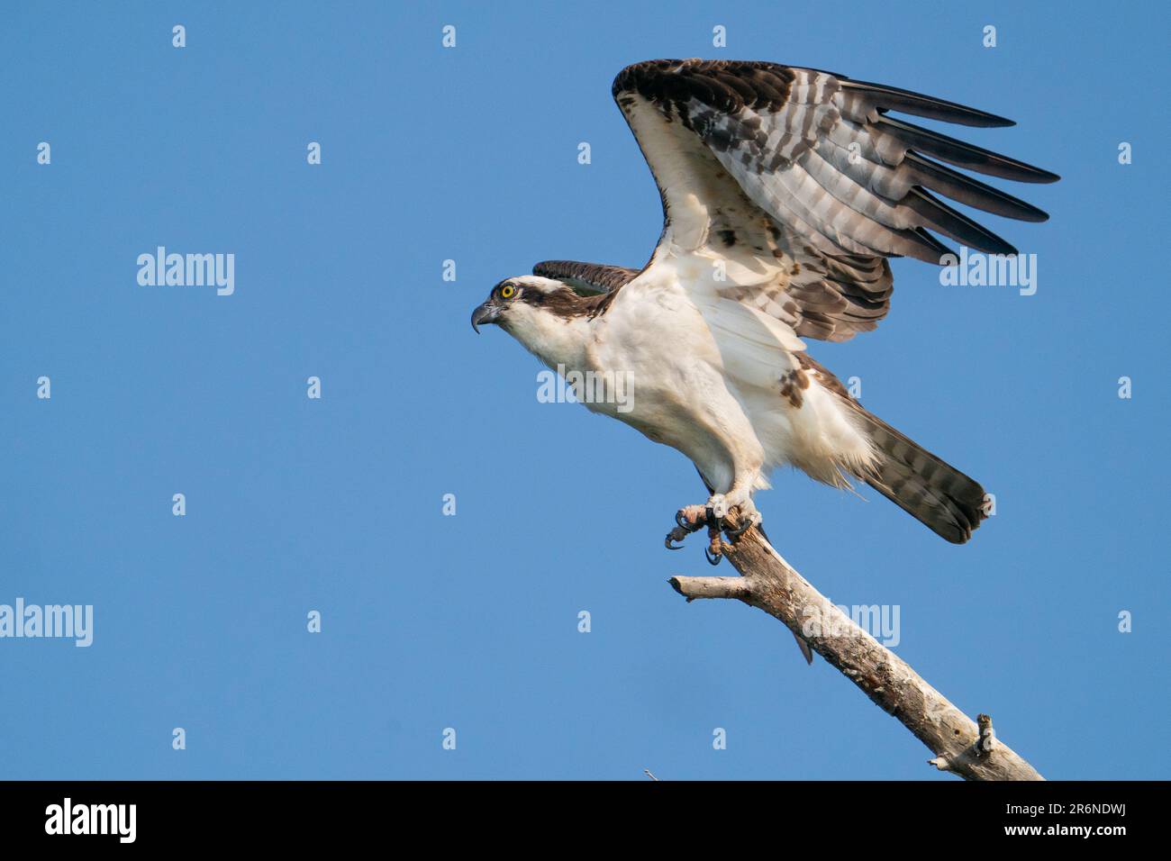 Ospreys hi-res stock photography and images - Alamy