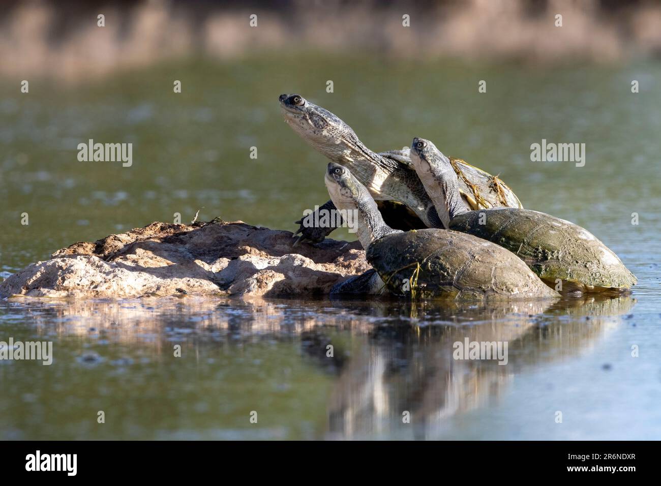 Marsh Terrapins (Pelomedusa subrufa) sunbathing at waterhole at the ...