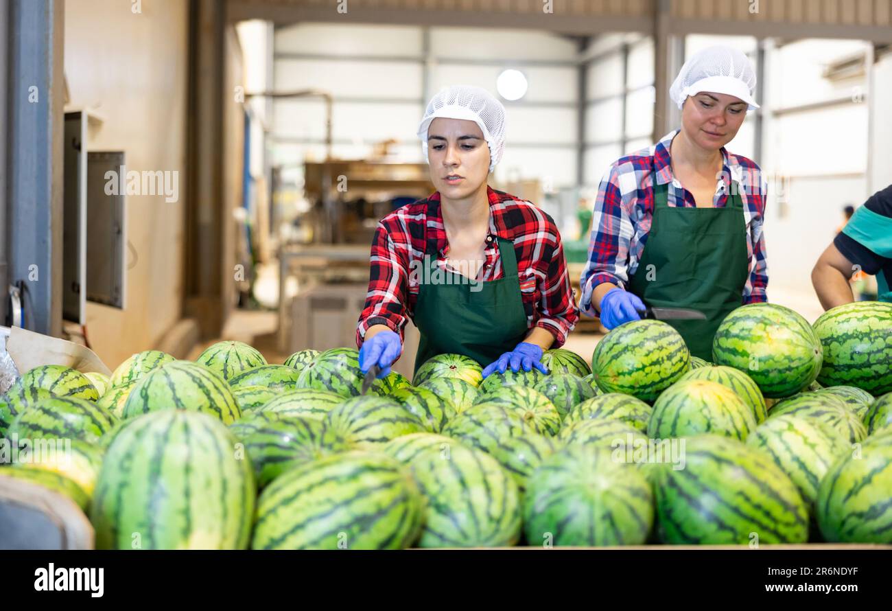 Female workers of vegetable sorting factory checking and peeling ...