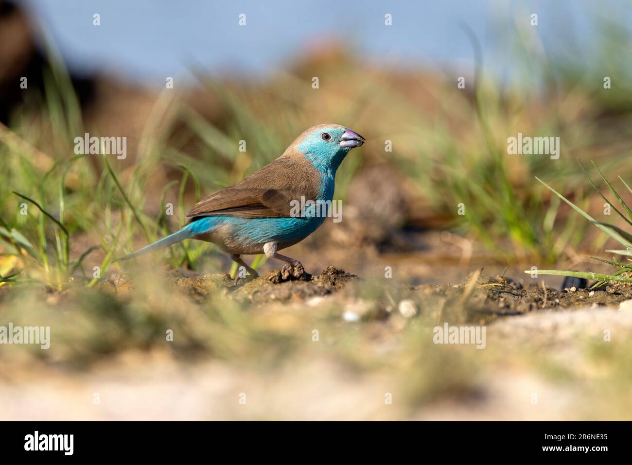 Blue waxbill (Uraeginthus angolensis) - Onguma Game Reserve, Namibia ...
