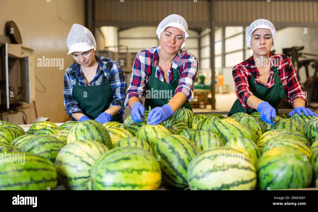 Female workers sorting watermelons in fruit factory workshop Stock ...