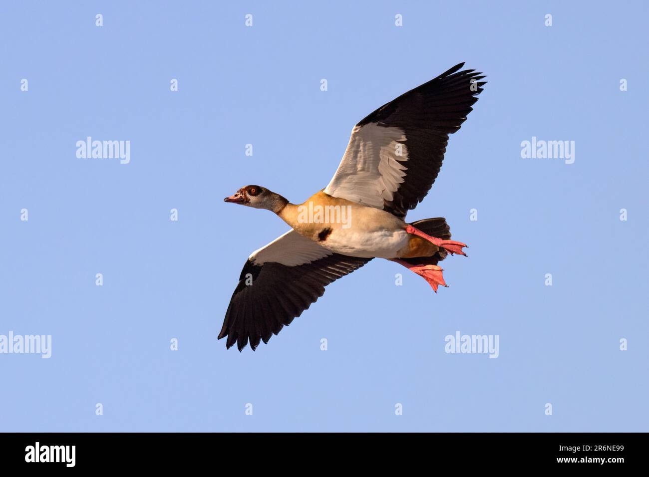 Egyptian goose (Alopochen aegyptiaca) in flight - Onkolo Hide, Onguma ...