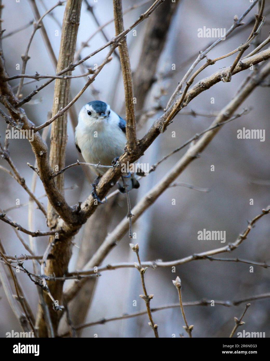 Flutter outward hi-res stock photography and images - Alamy