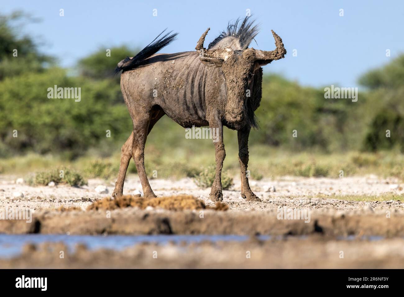Mud covered blue wildebeest (Connochaetes taurinus) - Onkolo Hide ...