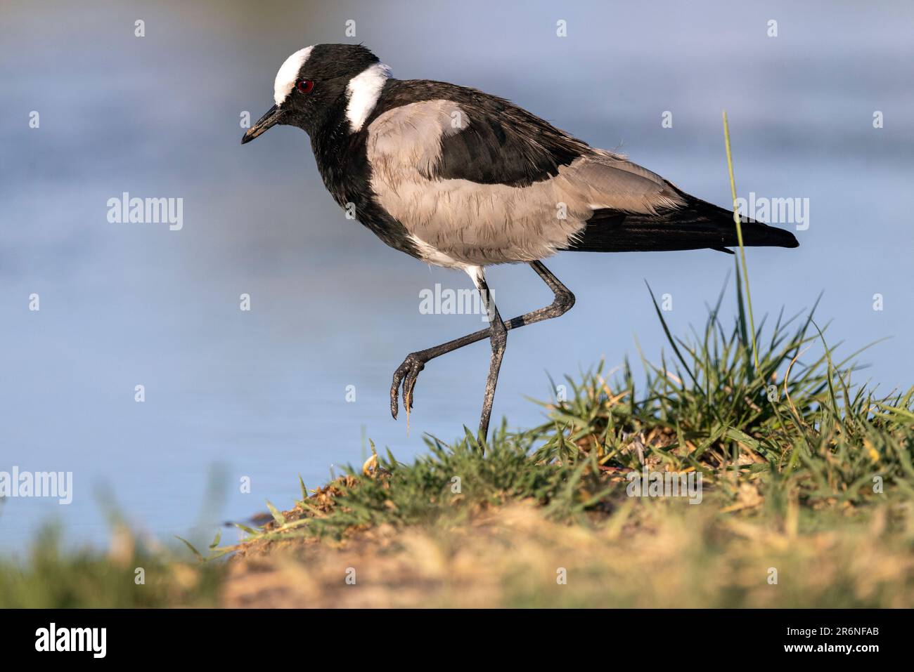 Blacksmith lapwing or blacksmith plover (Vanellus armatus) - Onkolo ...