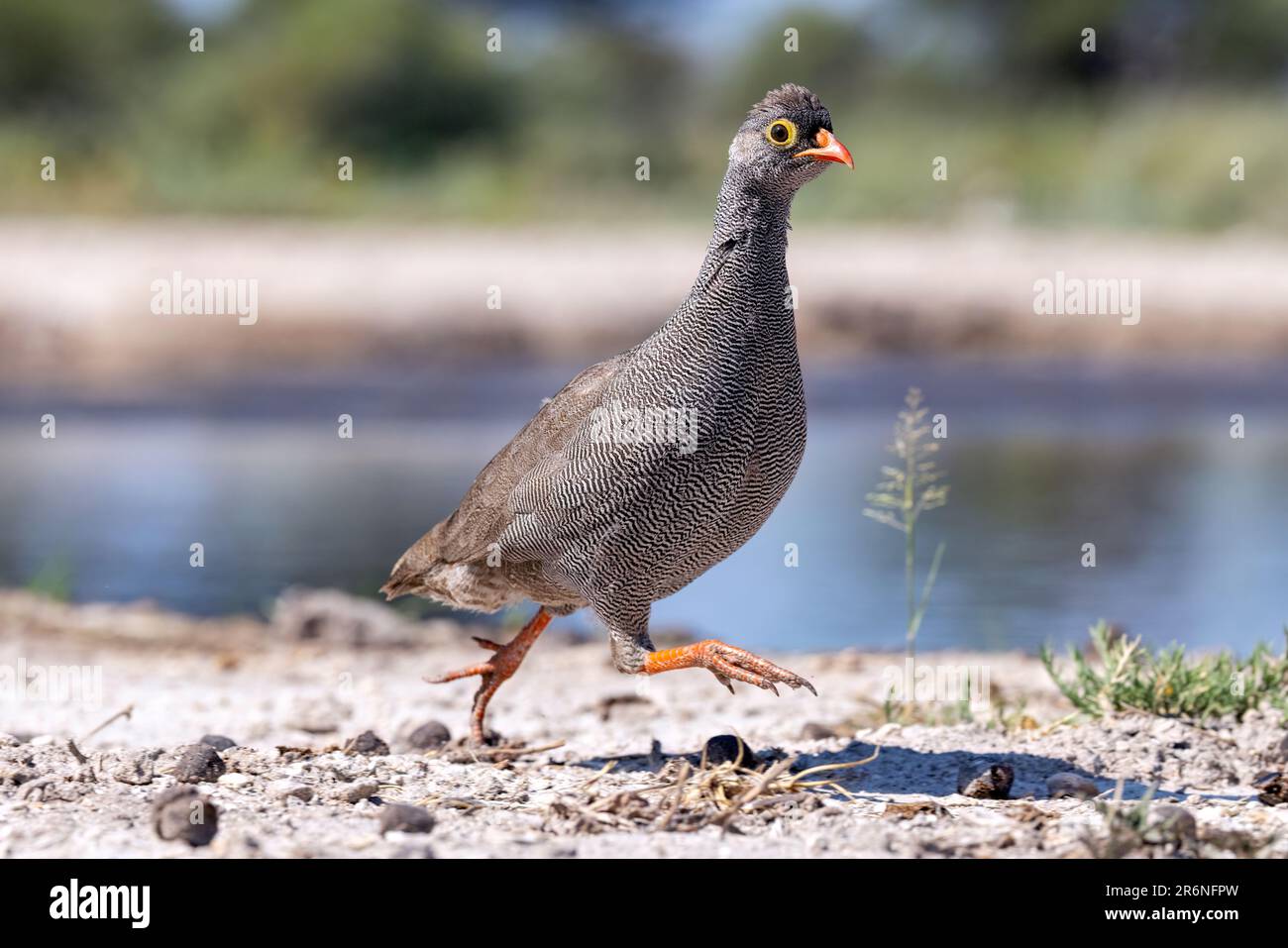 Red-billed spurfowl (Pternistis adspersus) on the run - Onkolo Hide ...