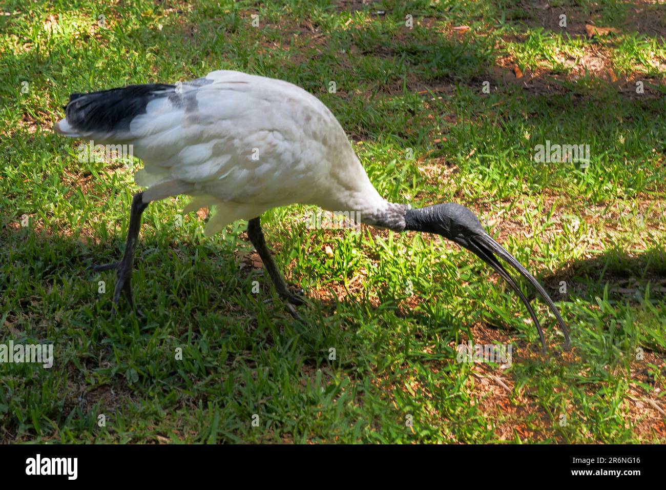 Indicator of wetland health hi-res stock photography and images - Alamy