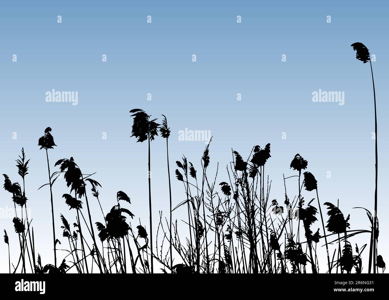 vector illustration of some reeds Stock Vector Image & Art - Alamy