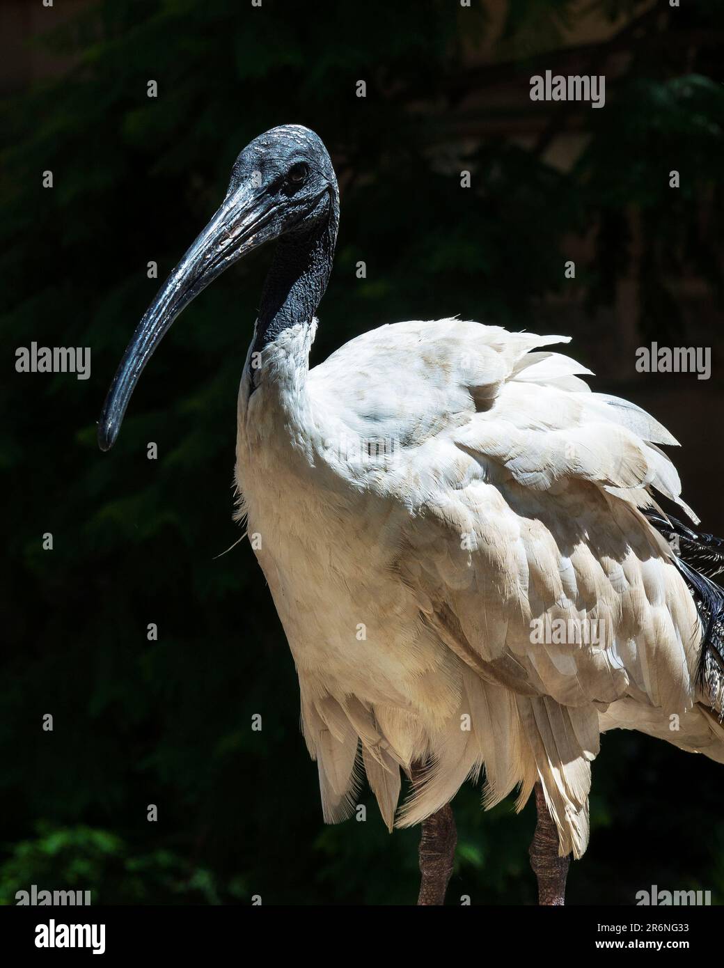 Indicator of wetland health hi-res stock photography and images - Alamy