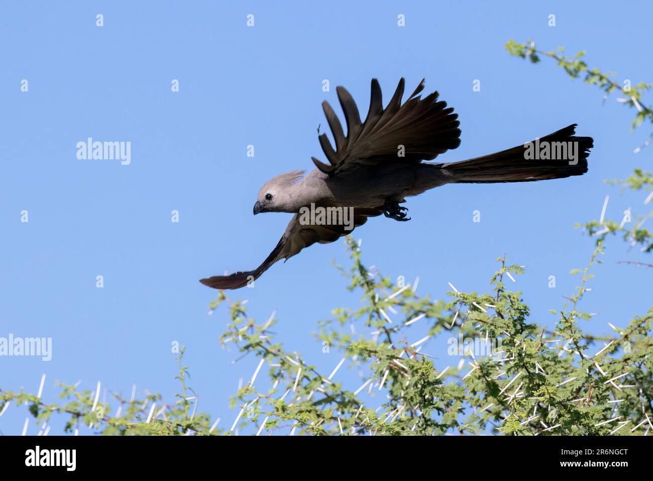 Grey go-away-bird (Corythaixoides concolor) in flight - Onkolo Hide ...