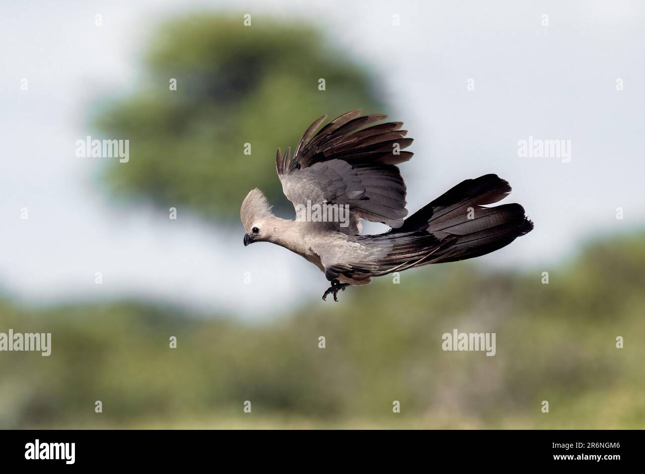 Grey go-away-bird (Corythaixoides concolor) in flight - Onkolo Hide ...