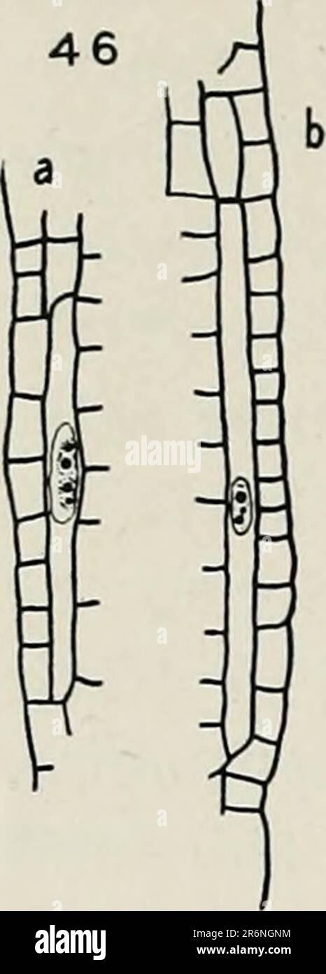 "The embryology of Larix" (1943 Stock Photo - Alamy