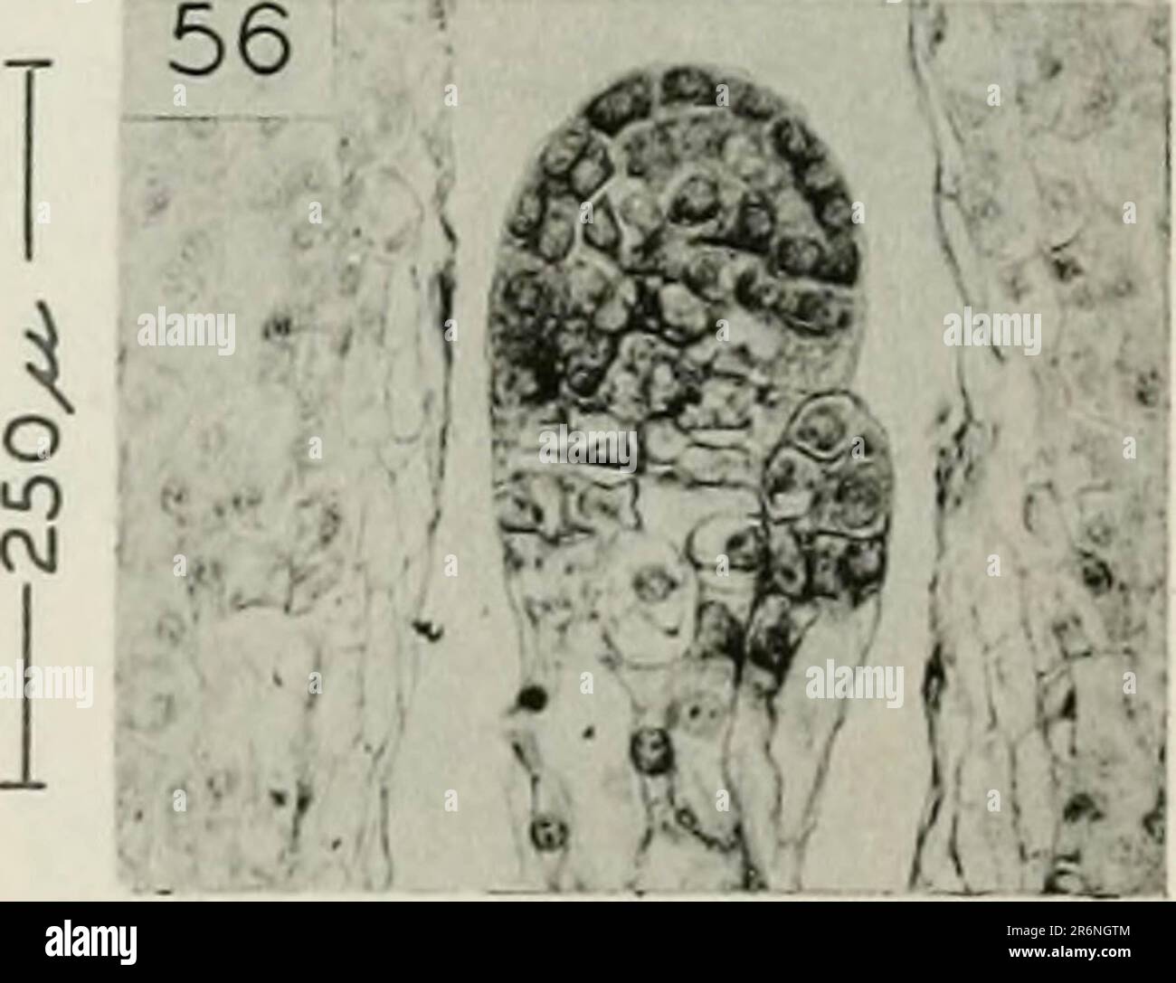 "The embryology of Larix" (1943 Stock Photo - Alamy