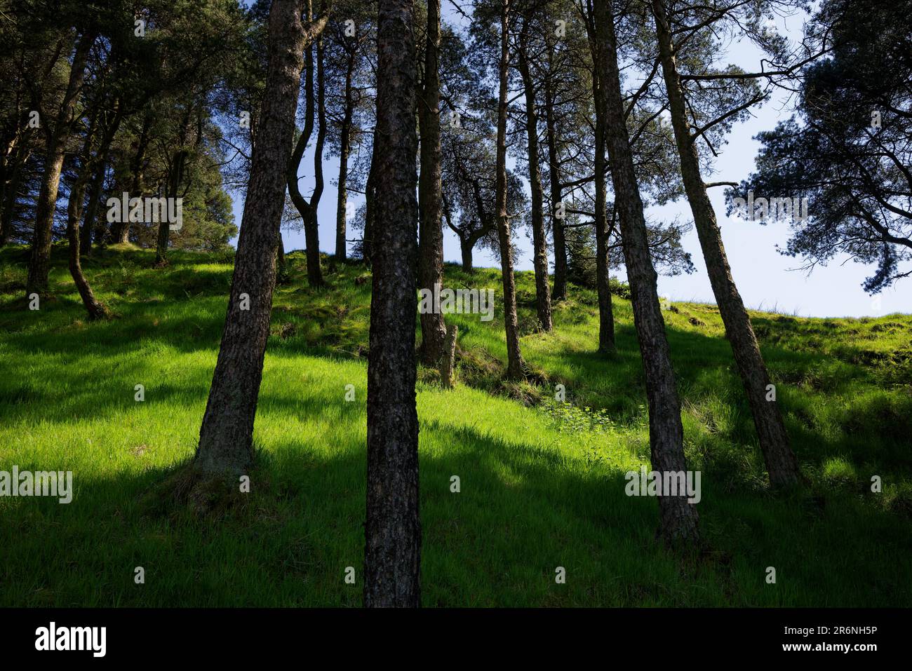 Pine woods hi-res stock photography and images - Alamy