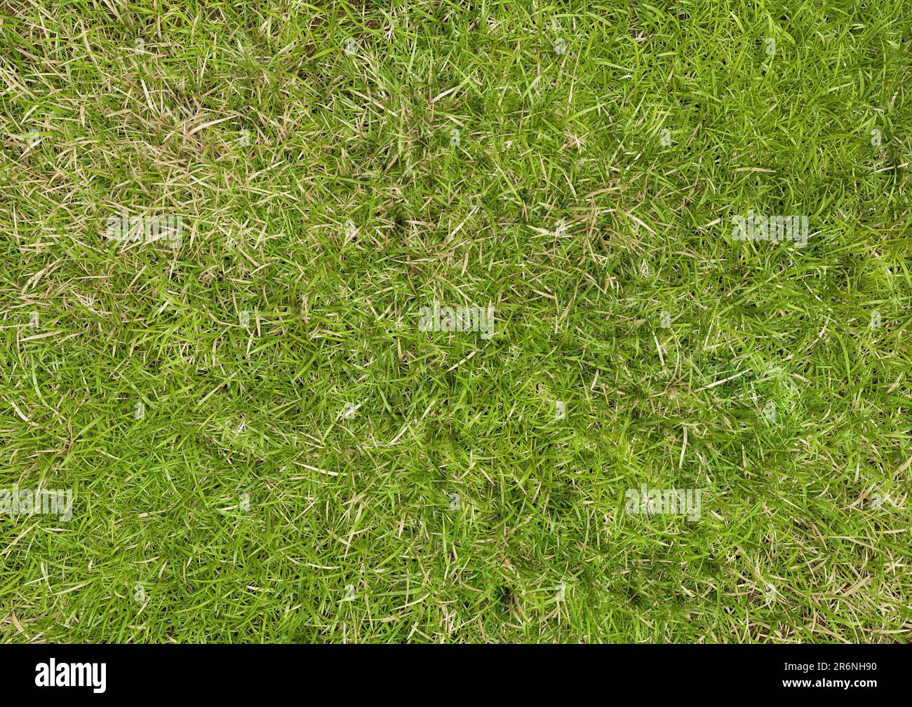 Grass. Top view. Render 3d Stock Photo - Alamy