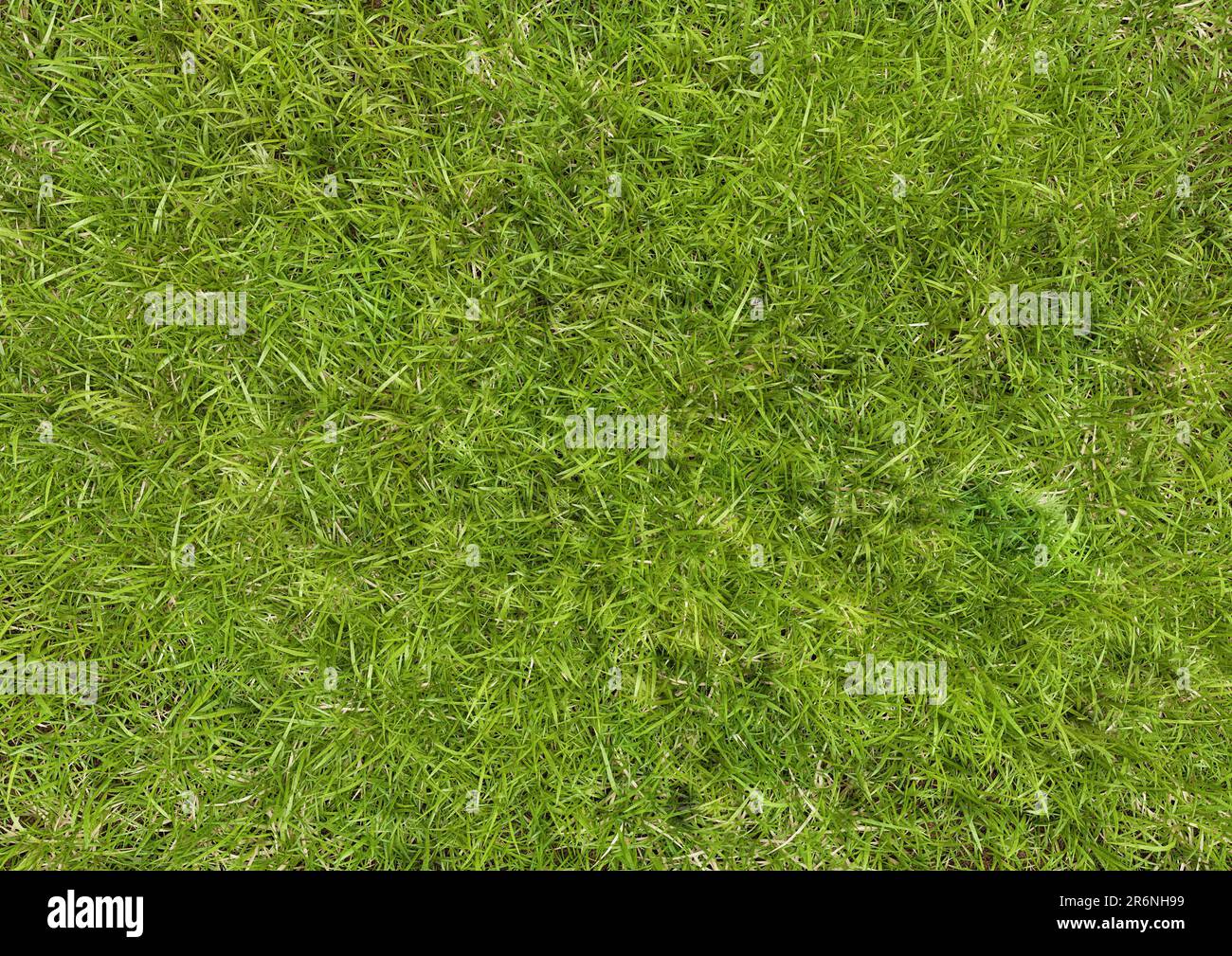 Grass. Top view. Render 3d Stock Photo - Alamy