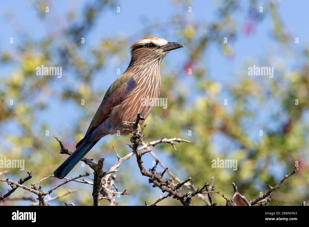 Purple roller (Coracias naevius) - Onguma Game Reserve, Namibia, Africa ...