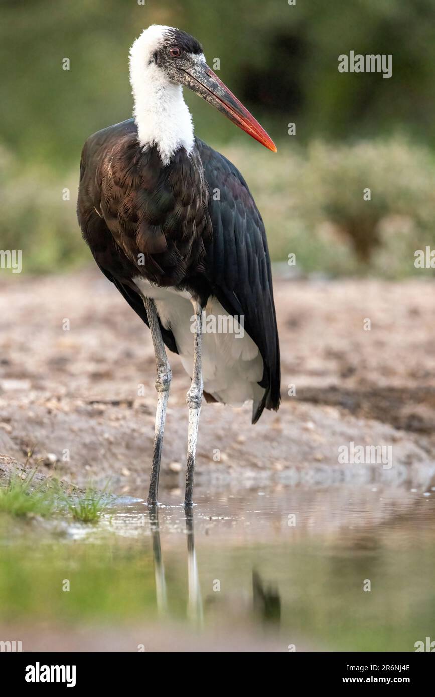 African woolly-necked stork or African woollyneck (Ciconia microscelis ...