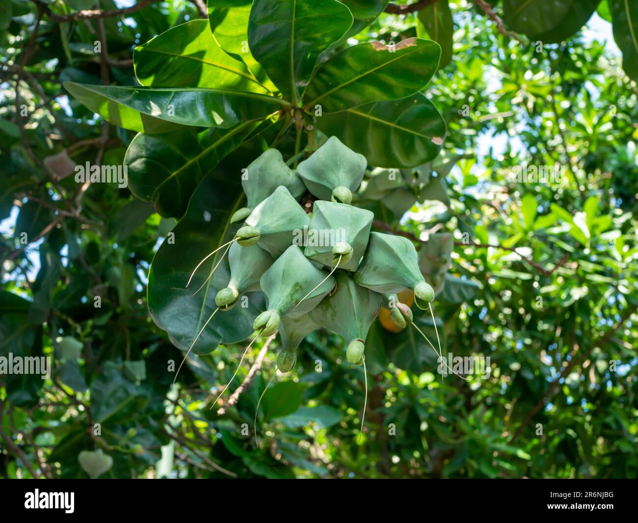 Keben, Barringtonia asiatica fruits, fish poison tree, sea poison tree ...