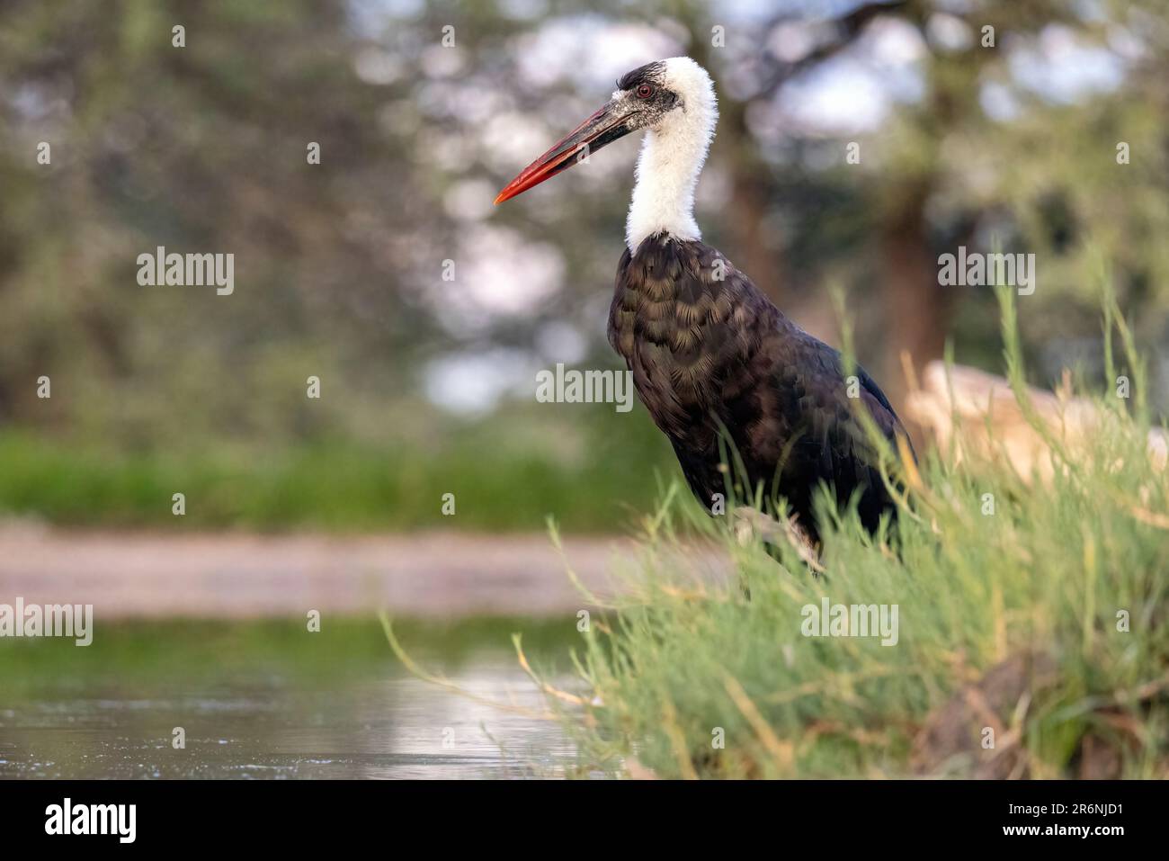 African woolly-necked stork or African woollyneck (Ciconia microscelis ...