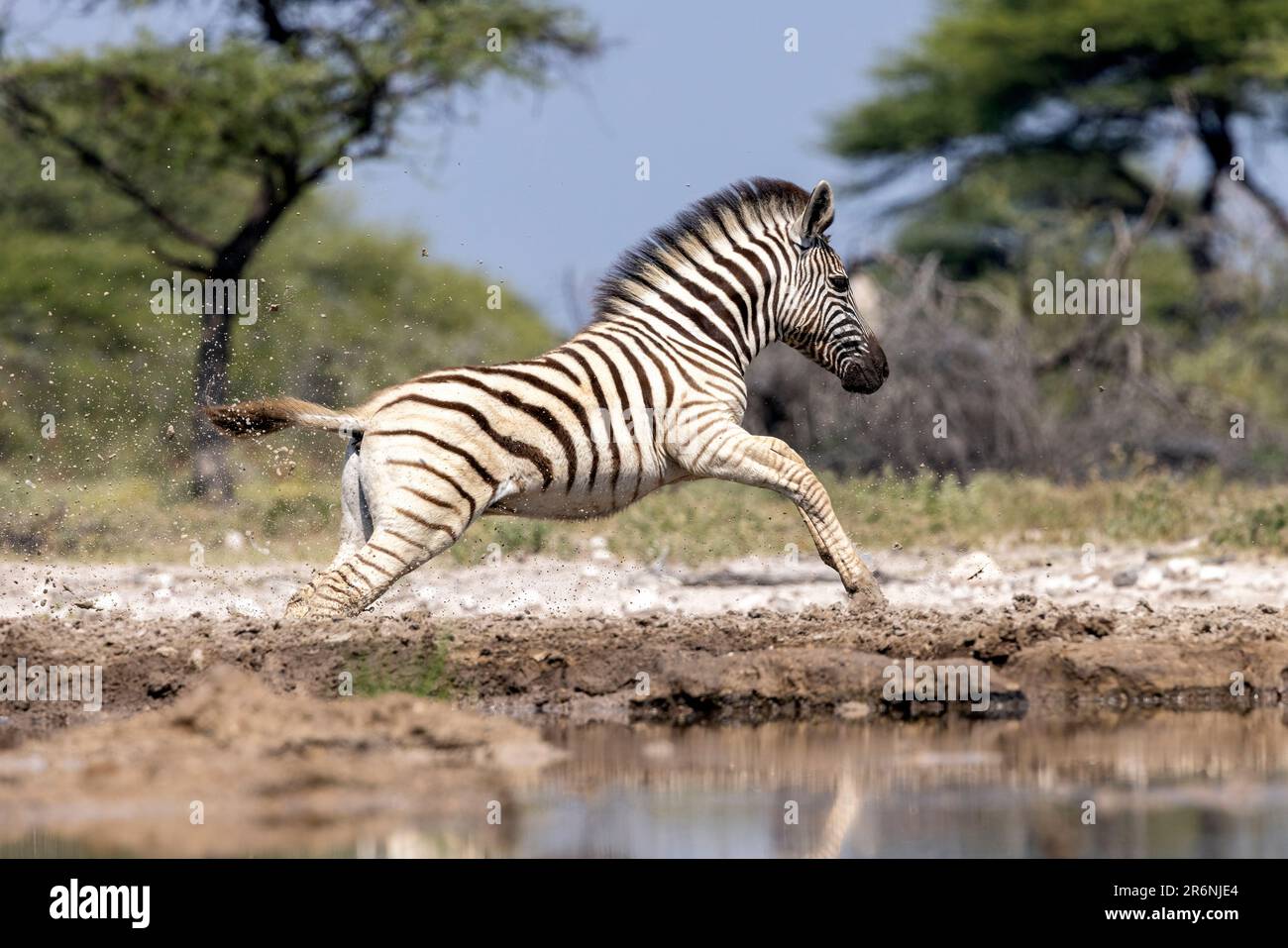 Plains zebra (Equus quagga, formerly Equus burchellii) fleeing from ...