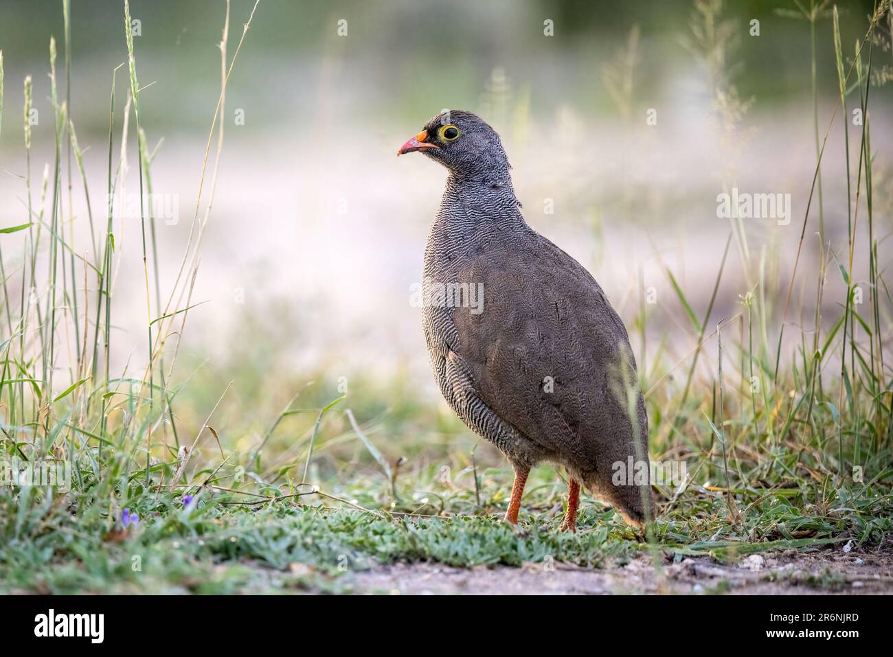 Red-billed spurfowl (Pternistis adspersus) - Onkolo Hide, Onguma Game ...