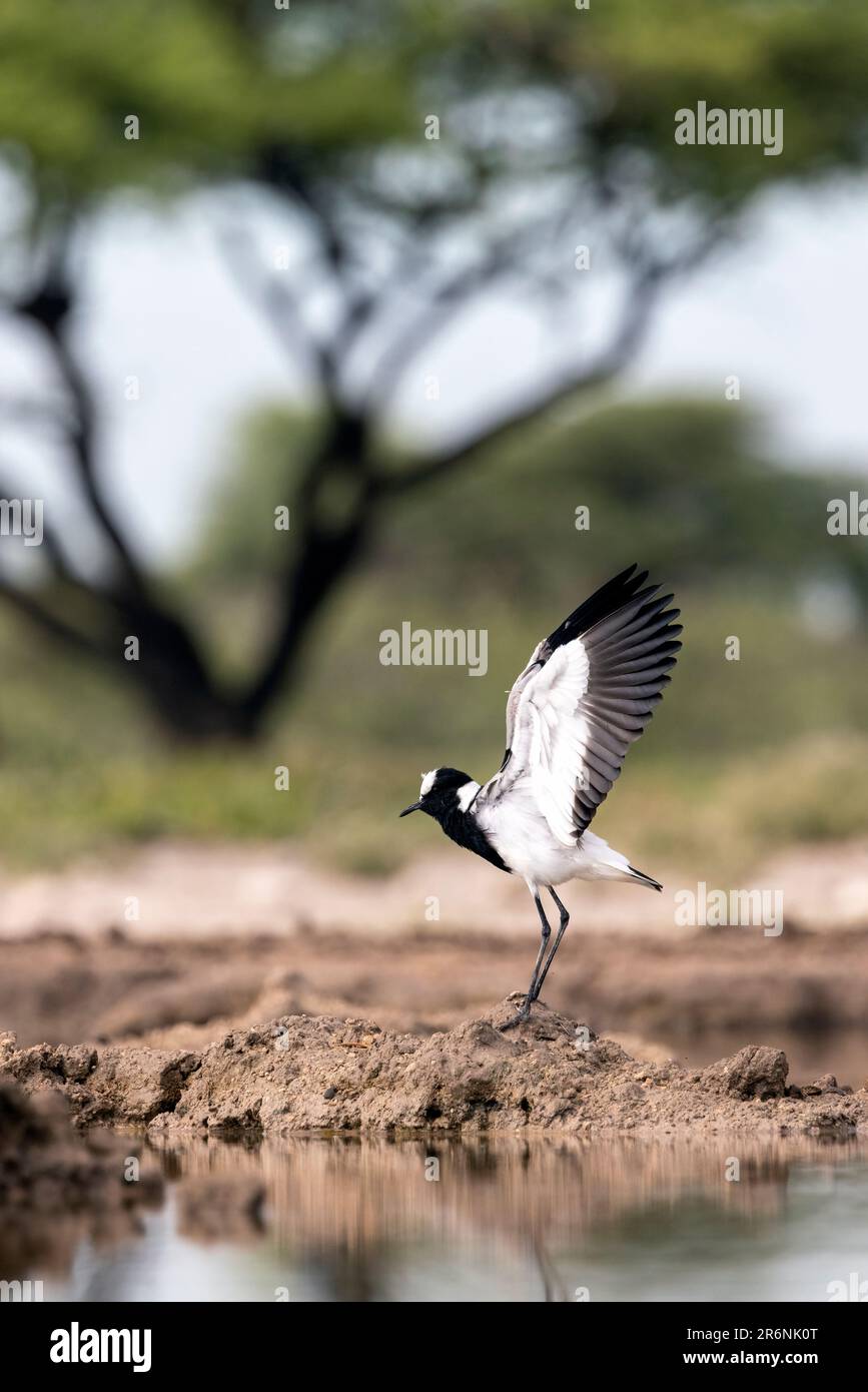 Blacksmith lapwing or blacksmith plover (Vanellus armatus) stretching ...