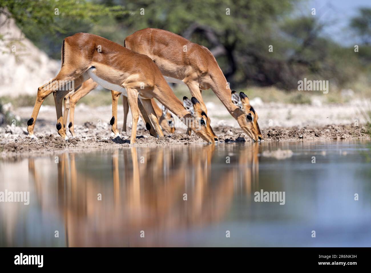 Impala (Aepyceros melampus) drinking at waterhole at the Onkolo Hide ...
