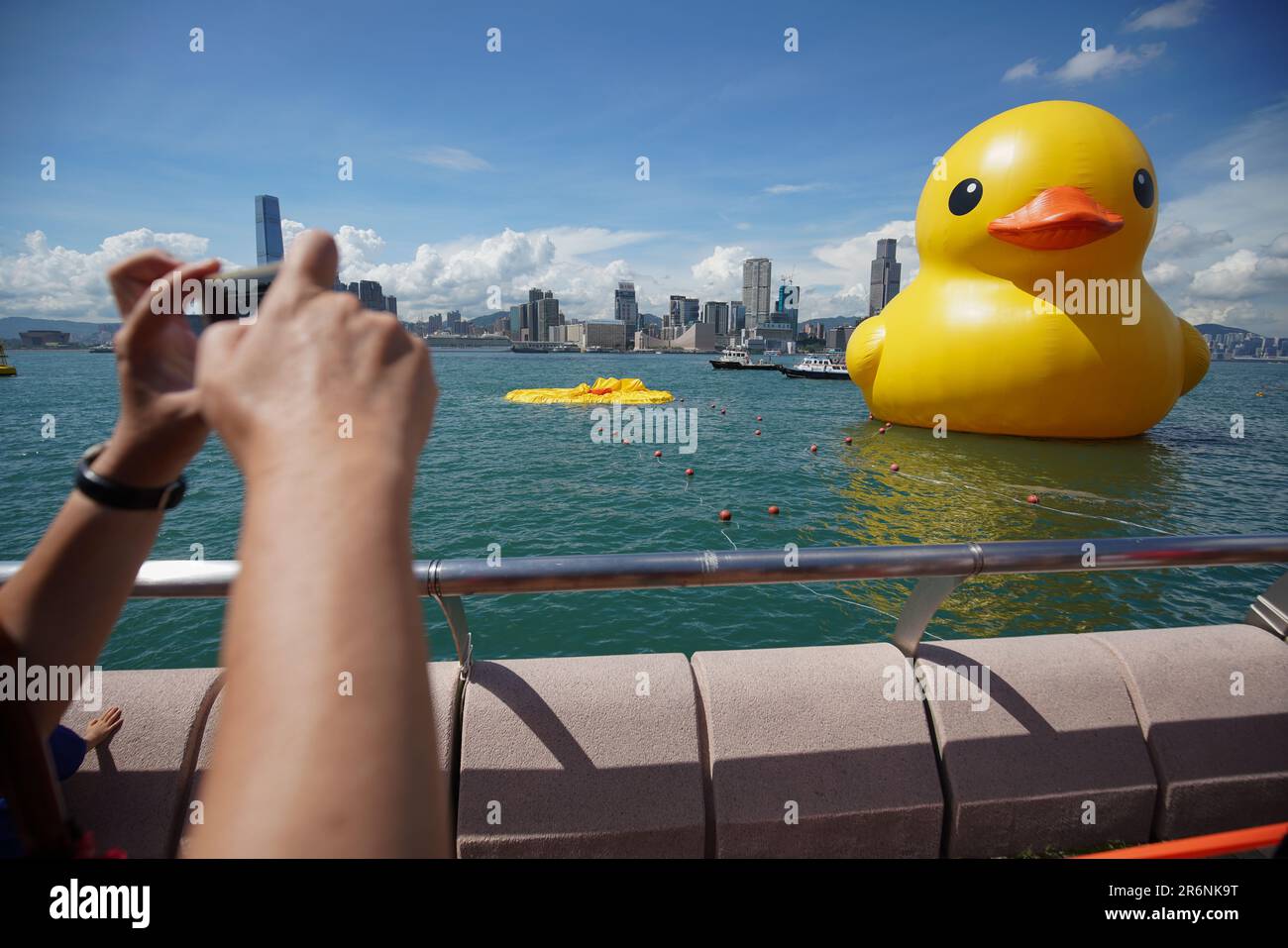 A person takes photos of an enormous inflatable duck which stations at ...