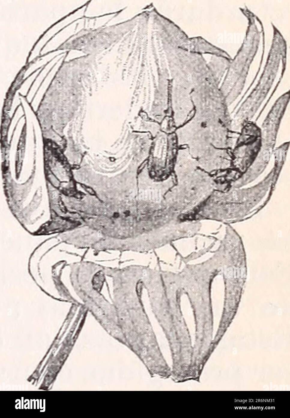 "El picudo o Gorgojo Mexicano de la Capsula del Algodon (Anthonomus grandis Boh.)" (1896 Stock ...