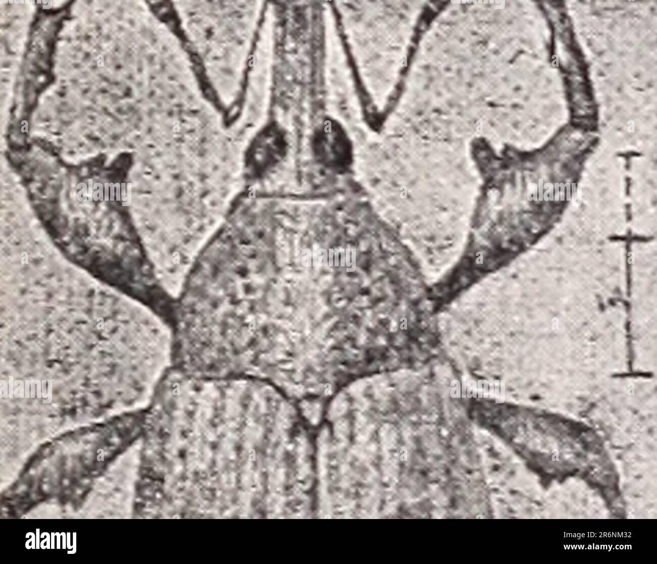 "El picudo o Gorgojo Mexicano de la Capsula del Algodon (Anthonomus grandis Boh.)" (1896 Stock ...