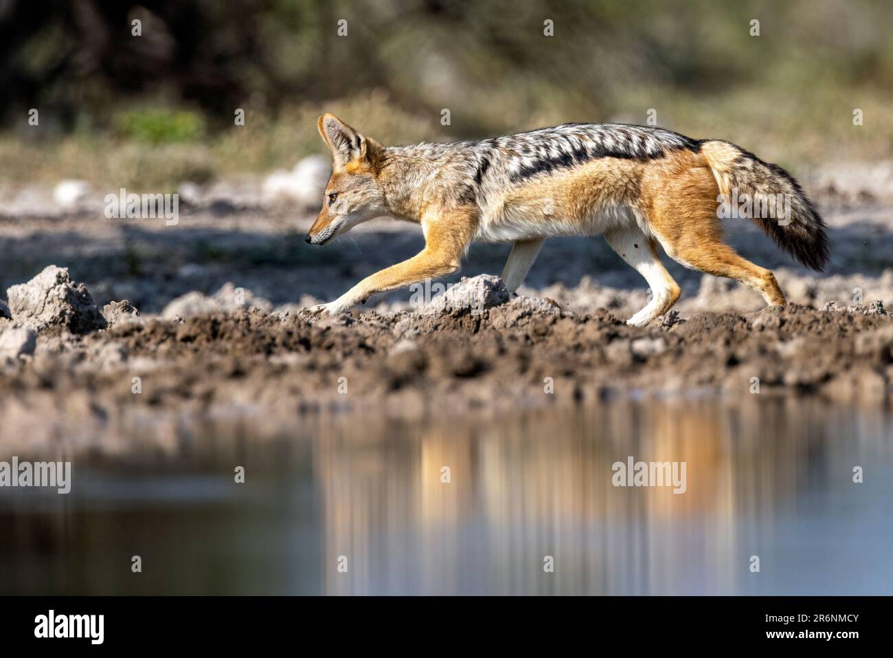 Black-backed Jackal (Canis mesomelas) - Onkolo Hide, Onguma Game ...